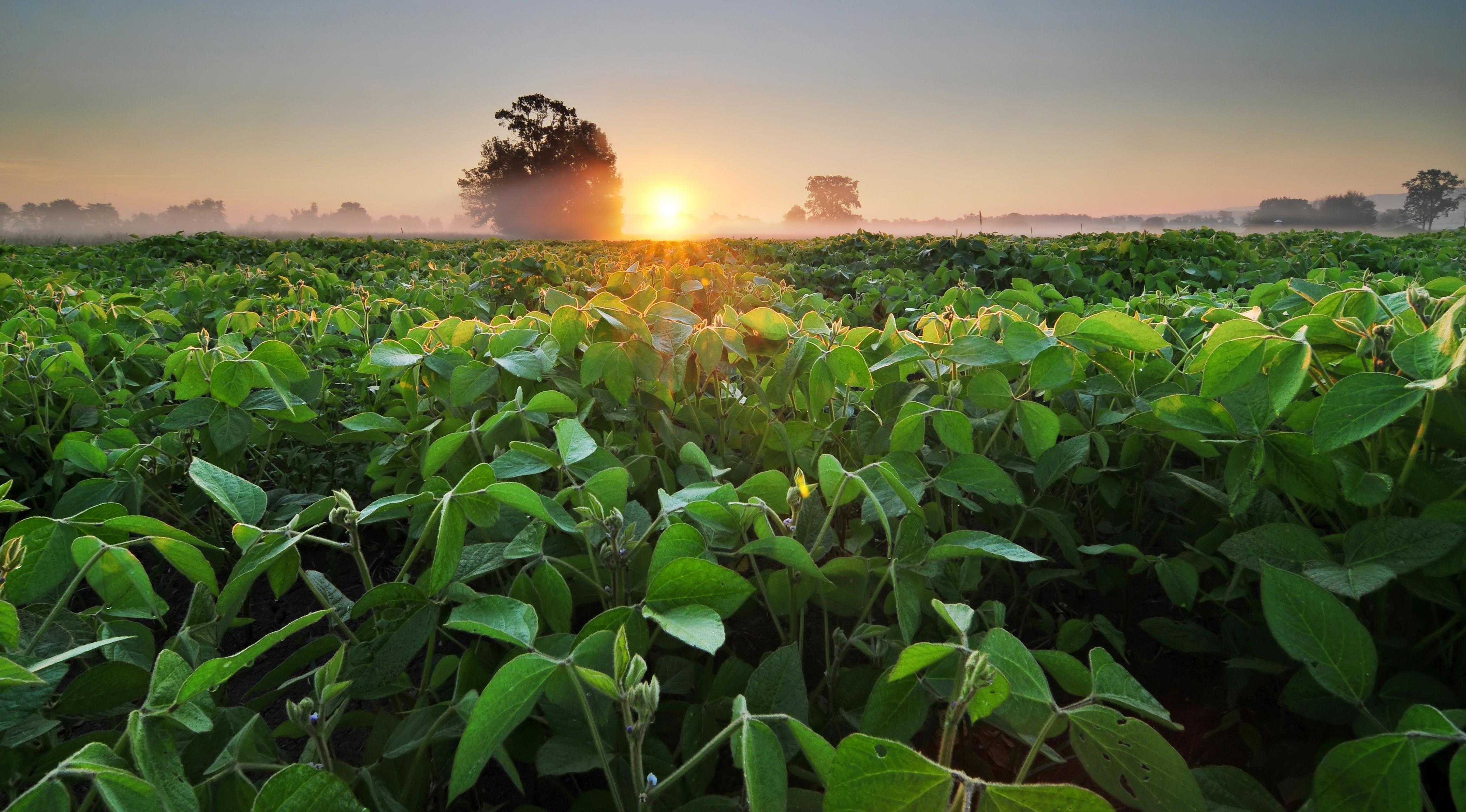 Eco-friendly microbead alternative